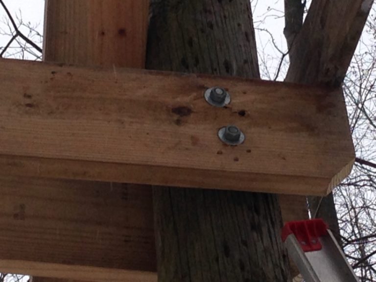 The Tree that was Lonely – John Bucher Herr